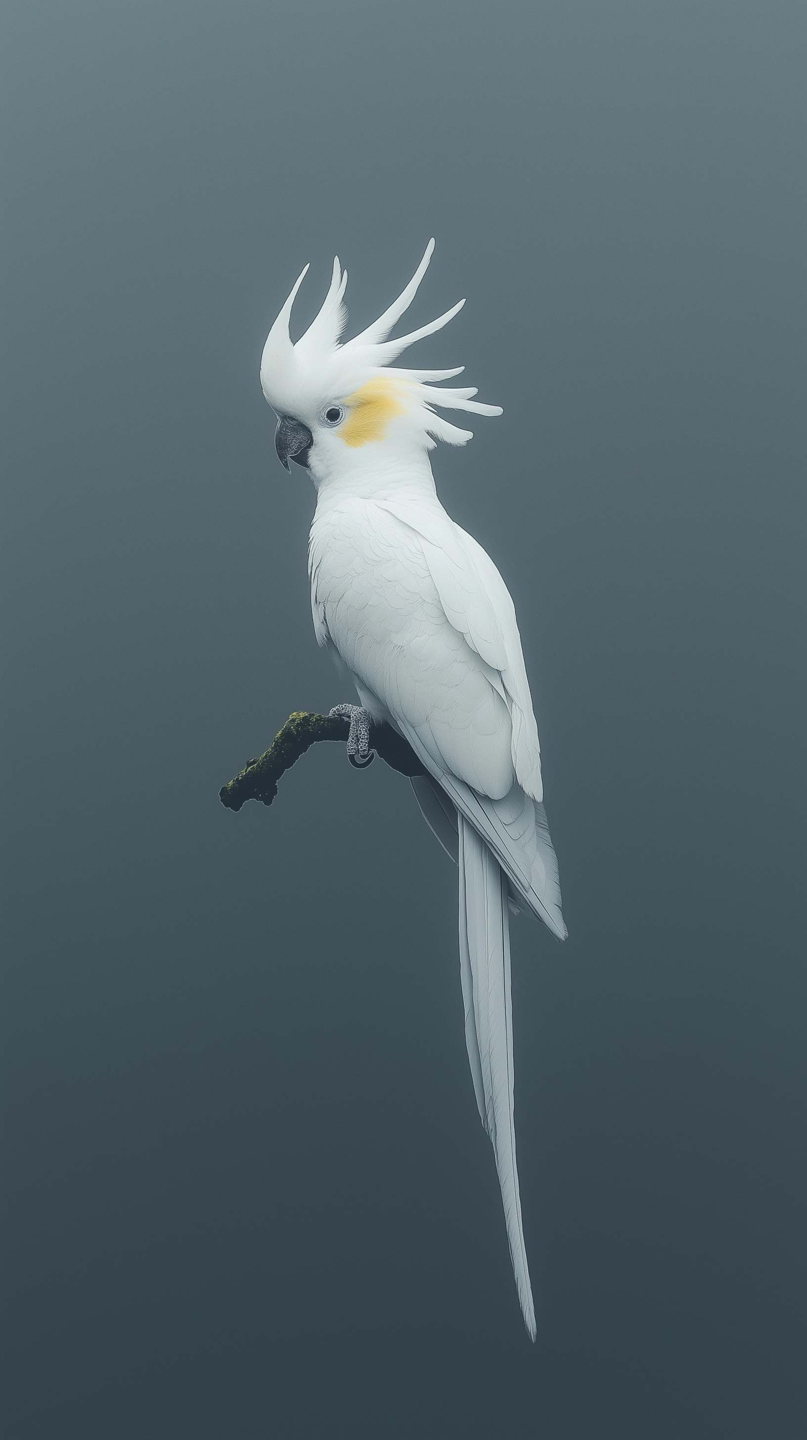 Stunning Cockatoo Portraits That Captivate Eyes • PromptDen